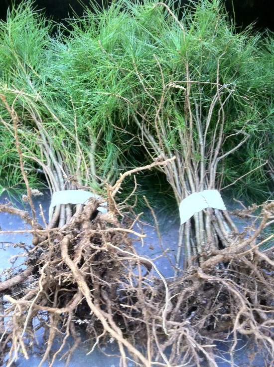 Eastern White Pine Transplant Seedlings 15-18 inch Qty-12