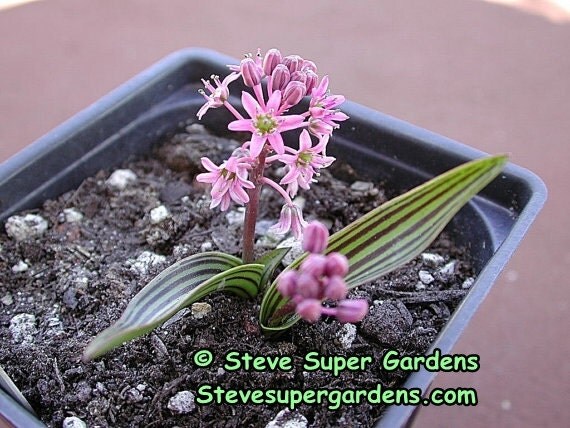 Ledebouria cooperi Scilla cooperiFlowers smell EXACTLY like