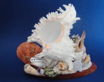 Popular items for shell arrangements on Etsy