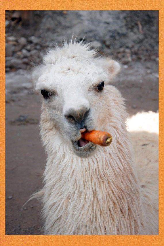 Llama eating a carrot photo greeting card 4x5.6