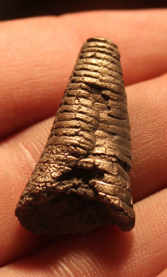 27mm Rare Unusual belemnite phragmocone pyrite fossil found on