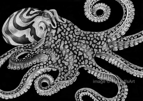 Octopus Ink Drawing