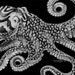 Octopus Ink Drawing