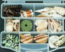 Unique shell box related items | Etsy