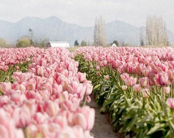 Flower Photography The French Flower Market by GeorgiannaLane