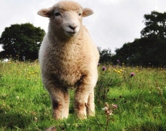 Laughing sheep Fine Art Photography Download