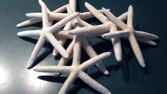 50 pcs White Finger Starfish Bulk 50 pcs 4 to 5 1/2 4