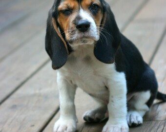 Popular items for beagle puppies on Etsy