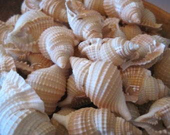 Pink Tellin Shells 1 Cup Craft Shells Beach by LiveCoastal