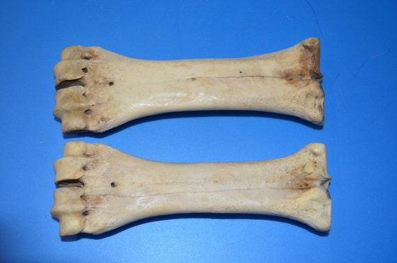 2 USA Bison Buffalo Leg Bones 8 crafts knife handles