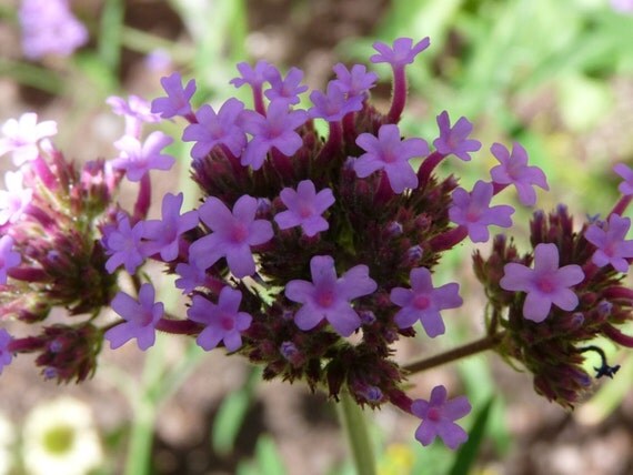 Tall Verbena // Verbena bonariensis seeds by GranMarysHerbGarden
