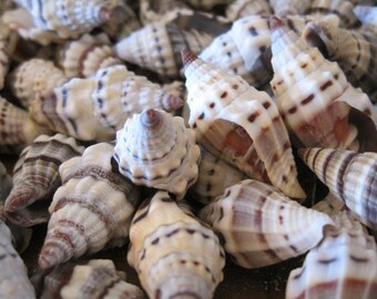 Beach Decor Pink Turbo Swirl Shells 3 Coastal Home by LiveCoastal