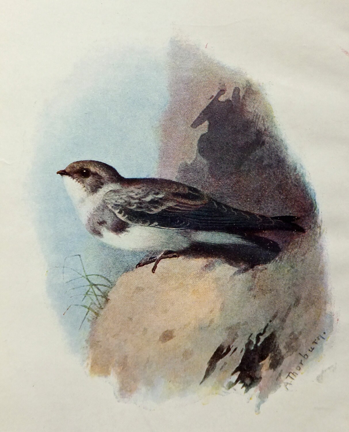 Sand Martin Vintage Bird Illustration by PeonyandThistlePaper