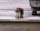 Offering photos notecards and photo by MountainsToSeaPhotos