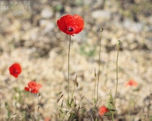 Unique poppy photo related items | Etsy