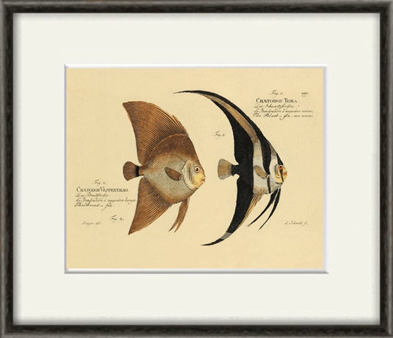 Fish art print Vintage nautical art print sea by VictorianWallArt