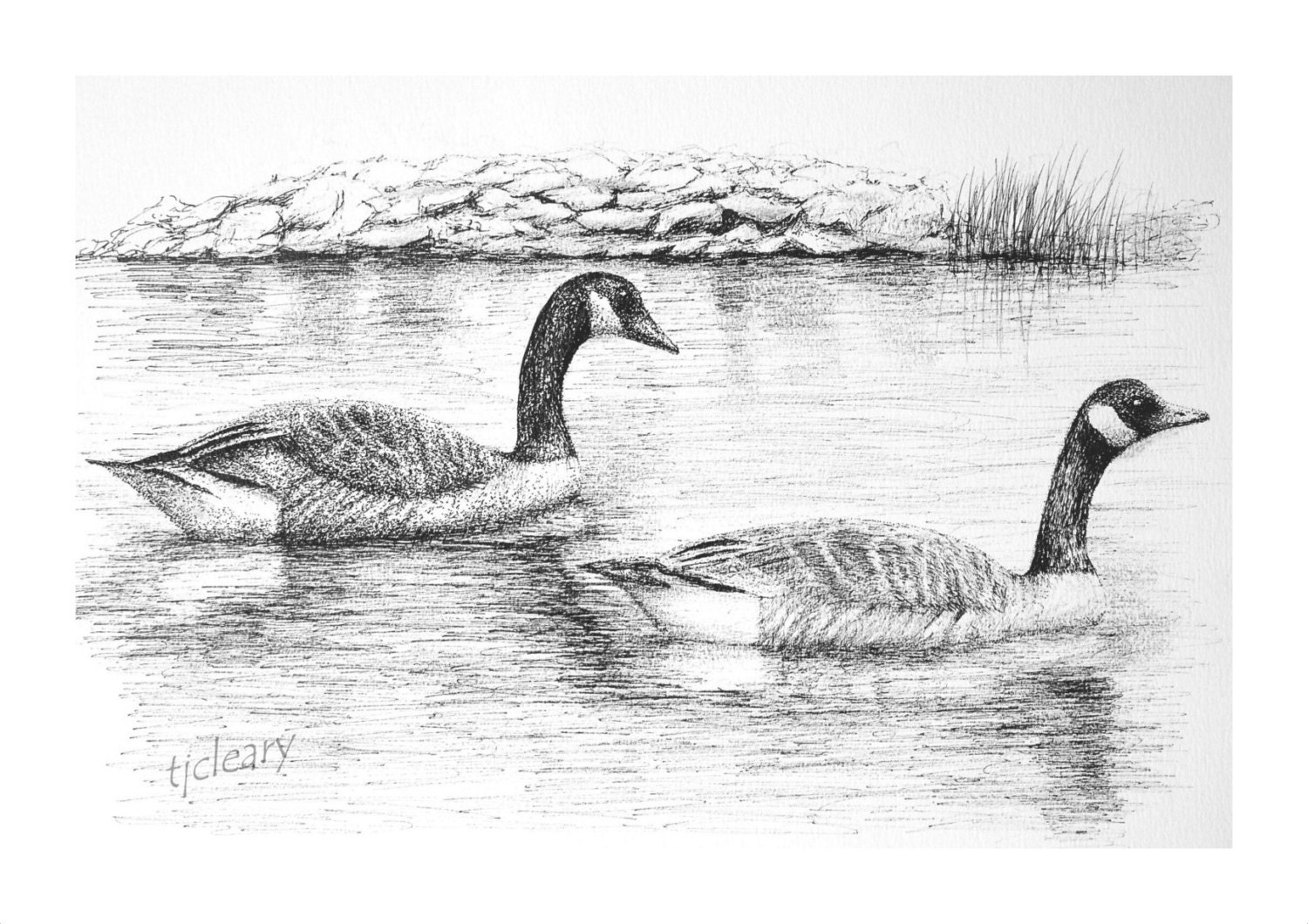 Canadian Goose Drawings