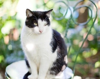 Hemingway cat | Etsy