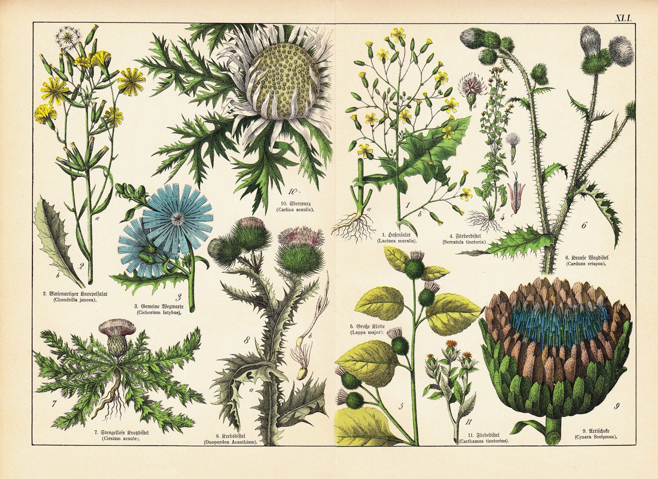 1887 Antique BOTANICAL print Victorian fine lithograph of