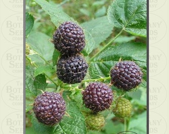 Popular items for rubus on Etsy