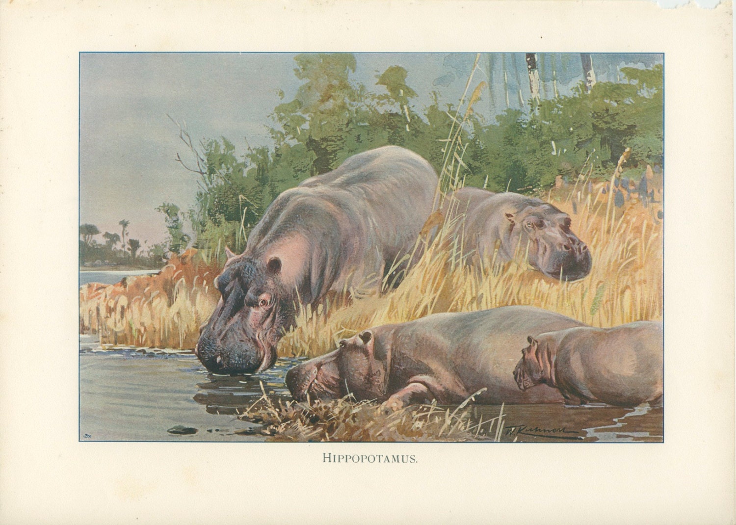 Hippopotamus: Reproduction Antique Print Lydekker 1916