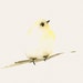 Lemon Yellow Tiny Bird Watercolor Giclee Print from Original