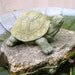 Turtle Statue Stretching Painted Concrete by WestWindHomeGarden