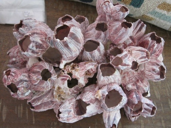 Beach Decor Barnacle Coral Coral Seashells Beach Decor