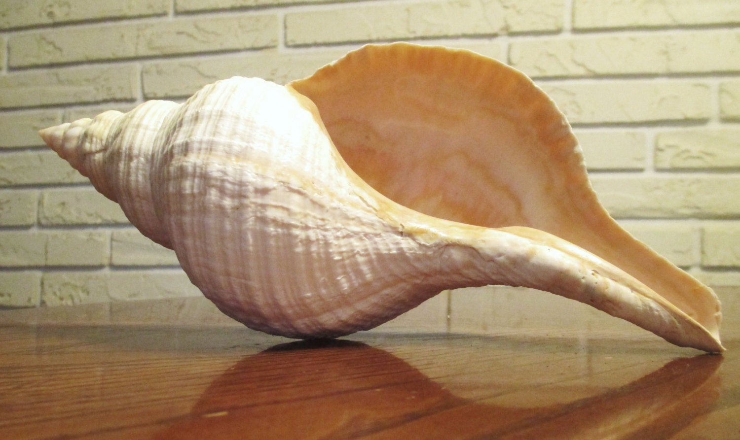 Florida Horse Conch Shell White Cream and touches of orange.