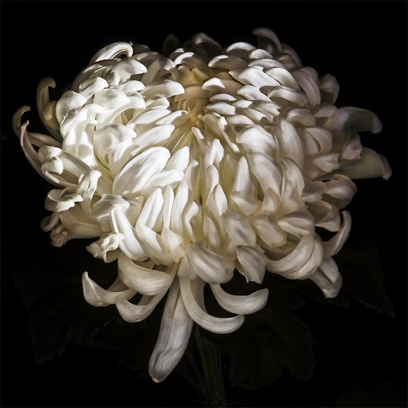 White Fuji Mum 1407 fine art flower photography by SarahHollander