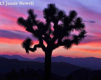 Popular items for joshua tree on Etsy