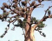 Popular items for baobab tree on Etsy