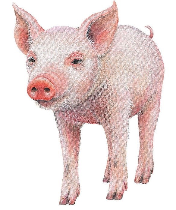 Pig Front View Wall Decal by WallsoftheWild on Etsy