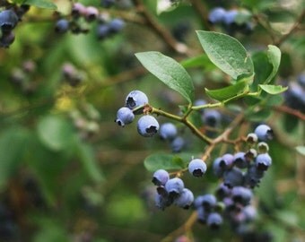 Rachel Edgington Photography by RaeoLight on Etsy