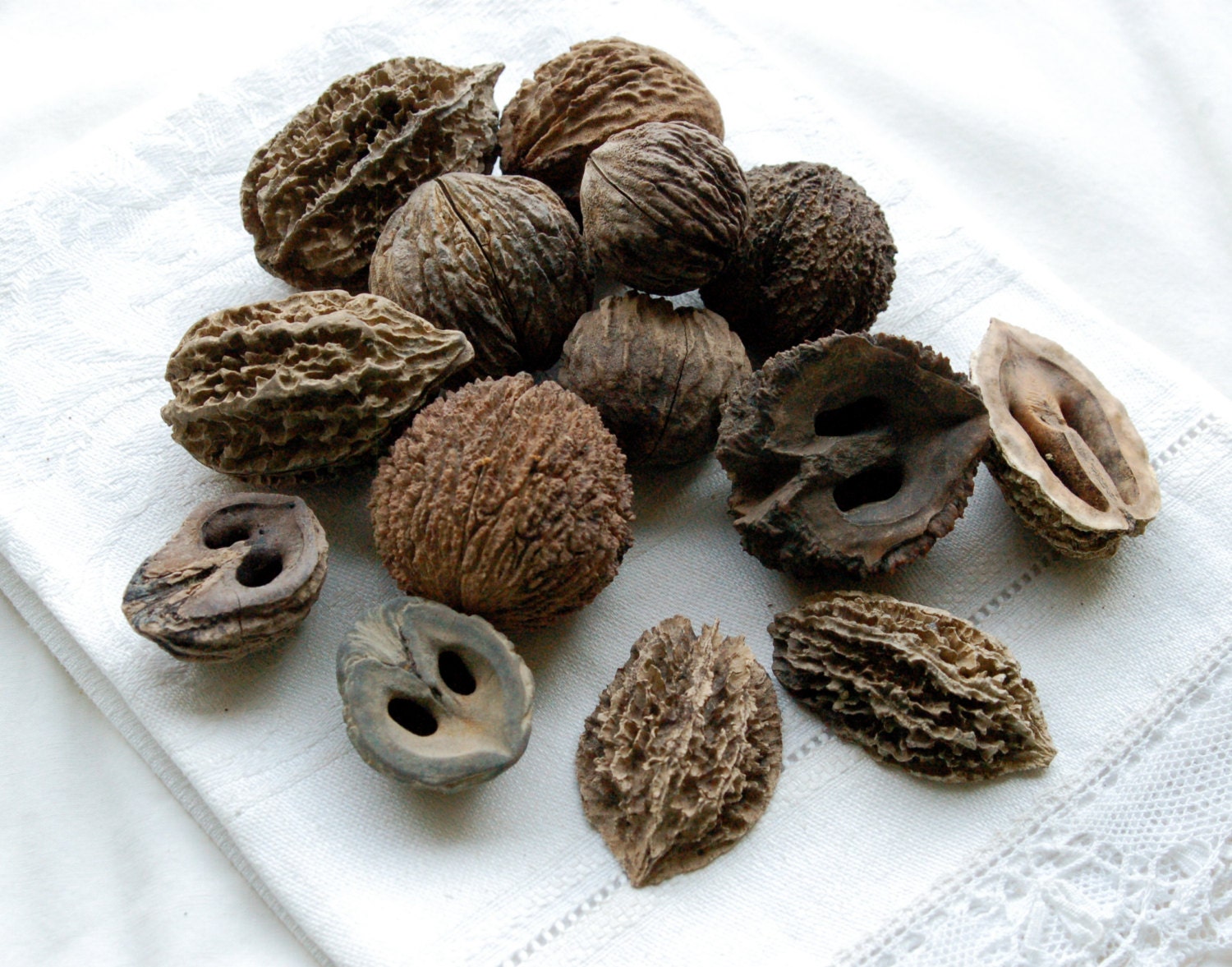 14 walnut shells husks in whole and half no.b21