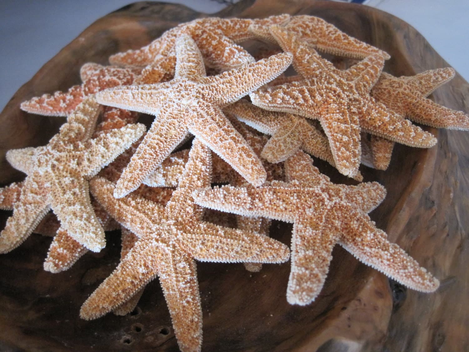 Small Sugar Starfish 2 3 6 PC Starfish