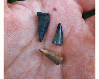 Barracuda Teeth Fossil
