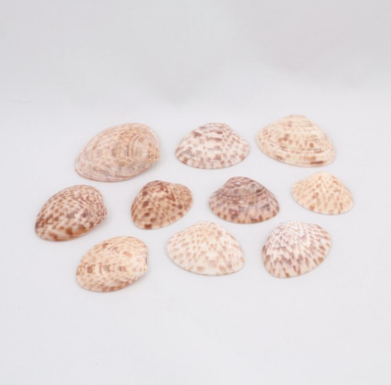 10 Calico Clams From the Gulf of Mexico Macrocallista