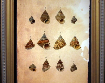 Shell Patterns Print - Vintage Style Nautical Sea Shells Art Print ...