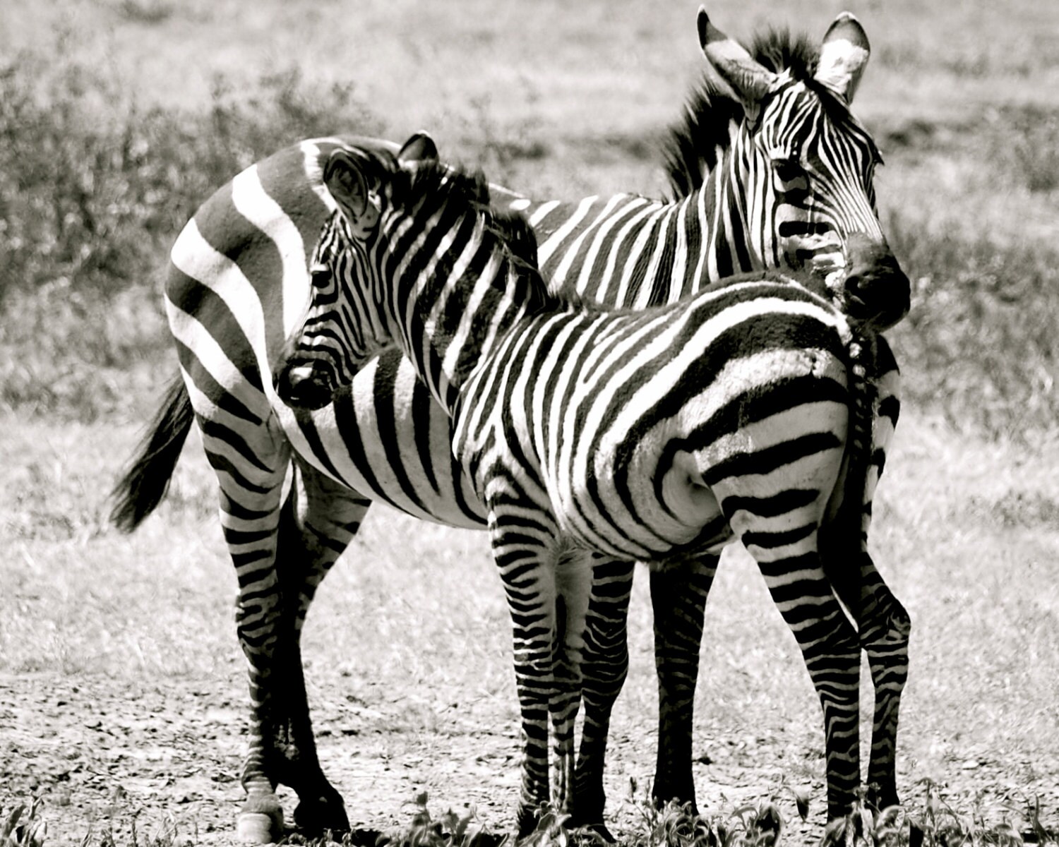 Zebra Mom and Baby Digital Photography Black and White