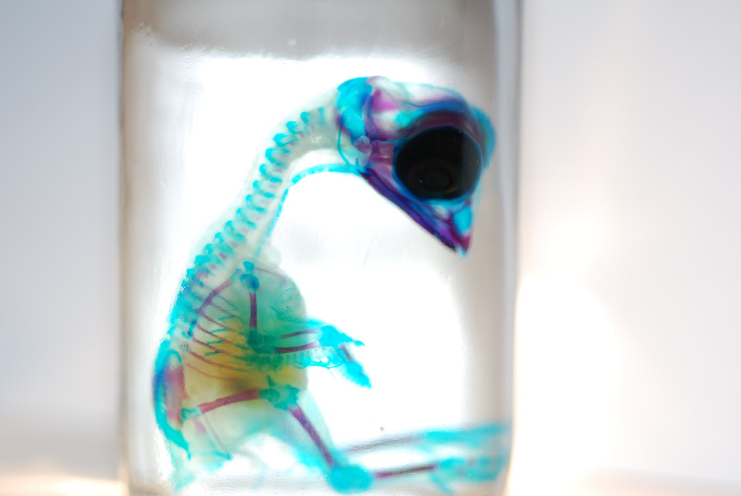 Diaphonized wet specimens by TransparentWorlds on Etsy
