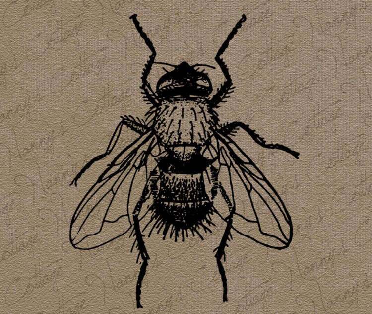 Fly Insect Entomology Clip Art Illustration by nannyscottage