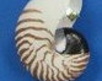 Chambered nautilus | Etsy