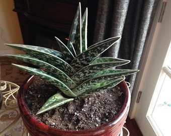 Mature Aloe Hybrid Aloe Striata Hybrid or Ghost by SucculentOasis
