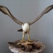 Beautiful wooden Osprey all hand carved out of wood perched