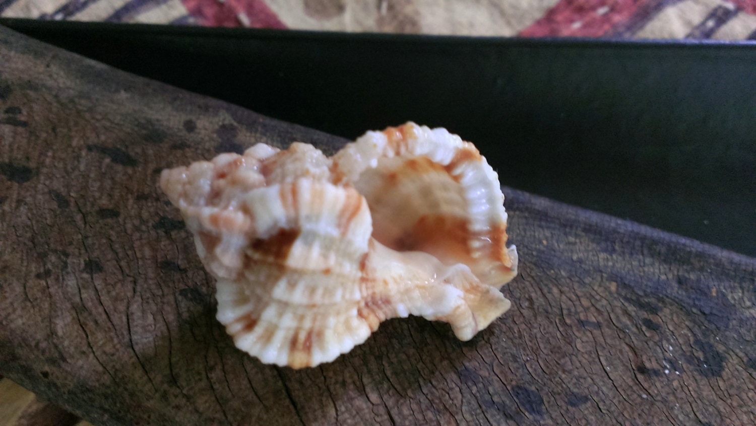5 Apple Murex Shells Florida shells crafts by thebeachgirls