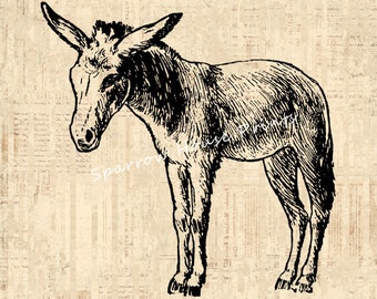 Mule illustration | Etsy