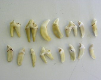 Cruelty Free - No. B18 - Miscellaneous Animal Teeth Tooth Lot ...