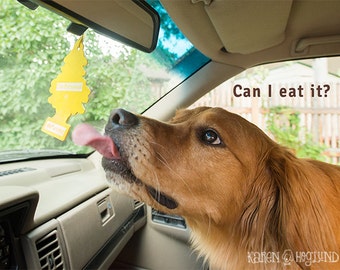 Squirrel Piñata Birthday Cards set of 3 5 x 7 by KarenHoglund