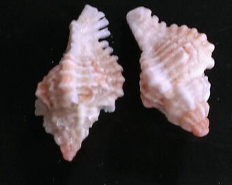 Popular items for lace murex on Etsy